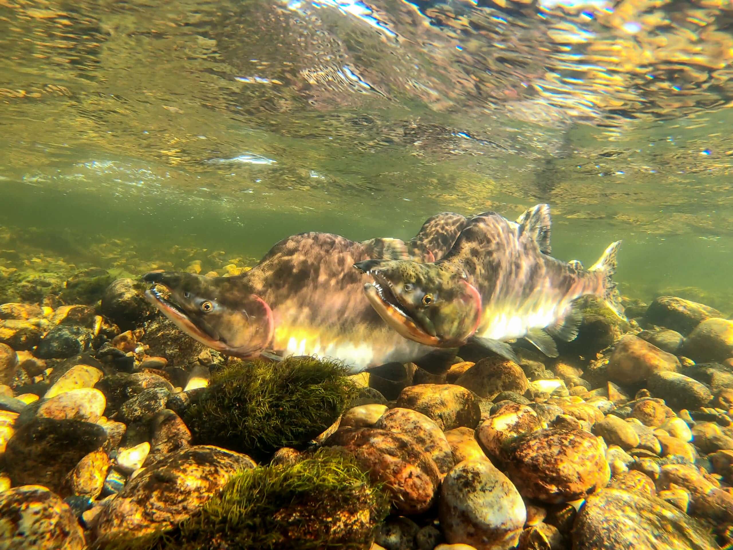 Pink salmon - Barents Invasive Alien Species