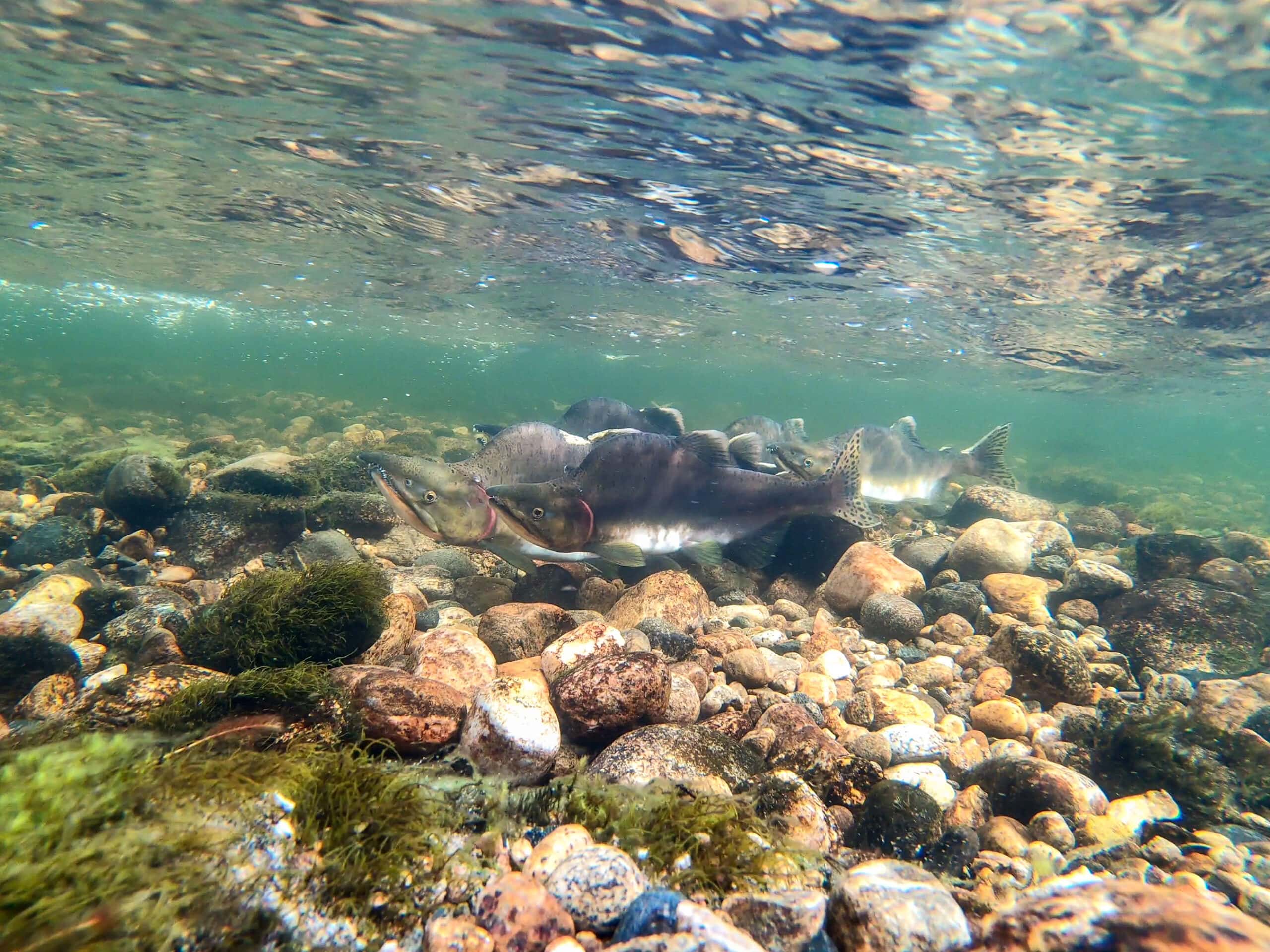 Pink salmon - Barents Invasive Alien Species